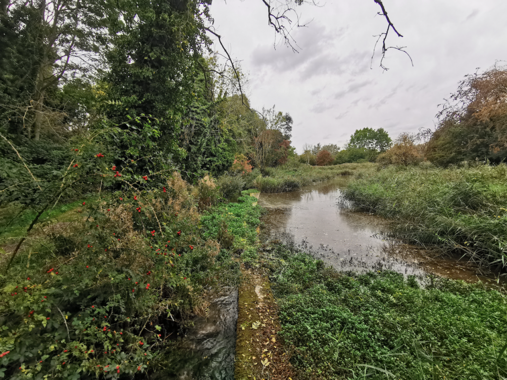 Fowlmere Watercress beds / RSPB Reserve | Capturing Cambridge